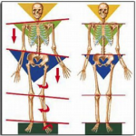 How Pelvic Stability Helps Low Backs!