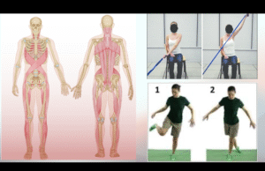 The Power of Diagonal PNF Patterns for Pain, Mobility, and Strength ...